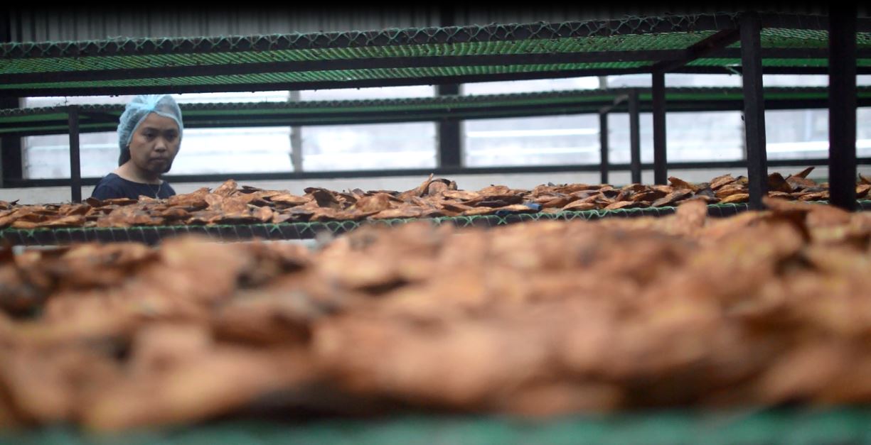 Wireless Sensor Networks help with mango waste management | British Council